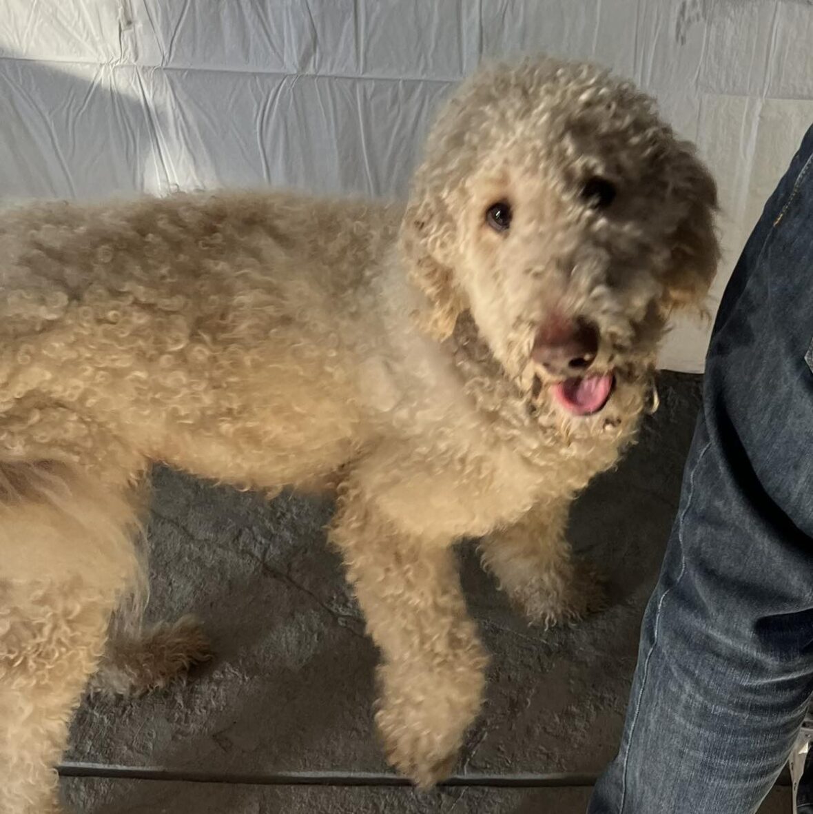 Neglected Poodle Becomes Rescue’s ‘Most Valuable Pup’ After Super Bowl ...