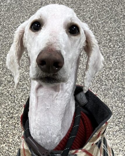 Neglected Poodle Becomes Rescue’s ‘Most Valuable Pup’ After Super Bowl ...