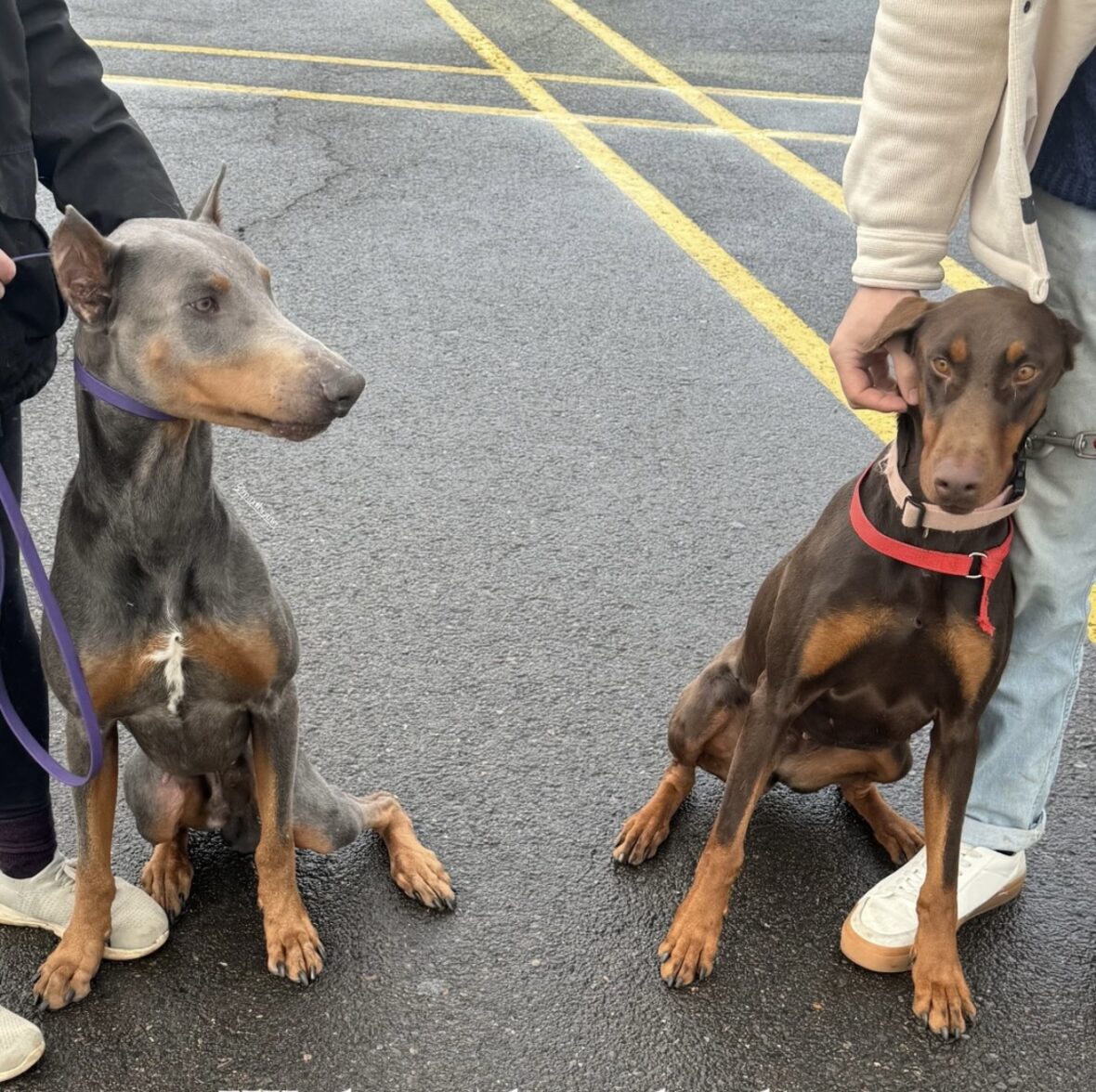 Shelter Dogs' Lives Transformed by Chance Encounter with Devoted Foster ...