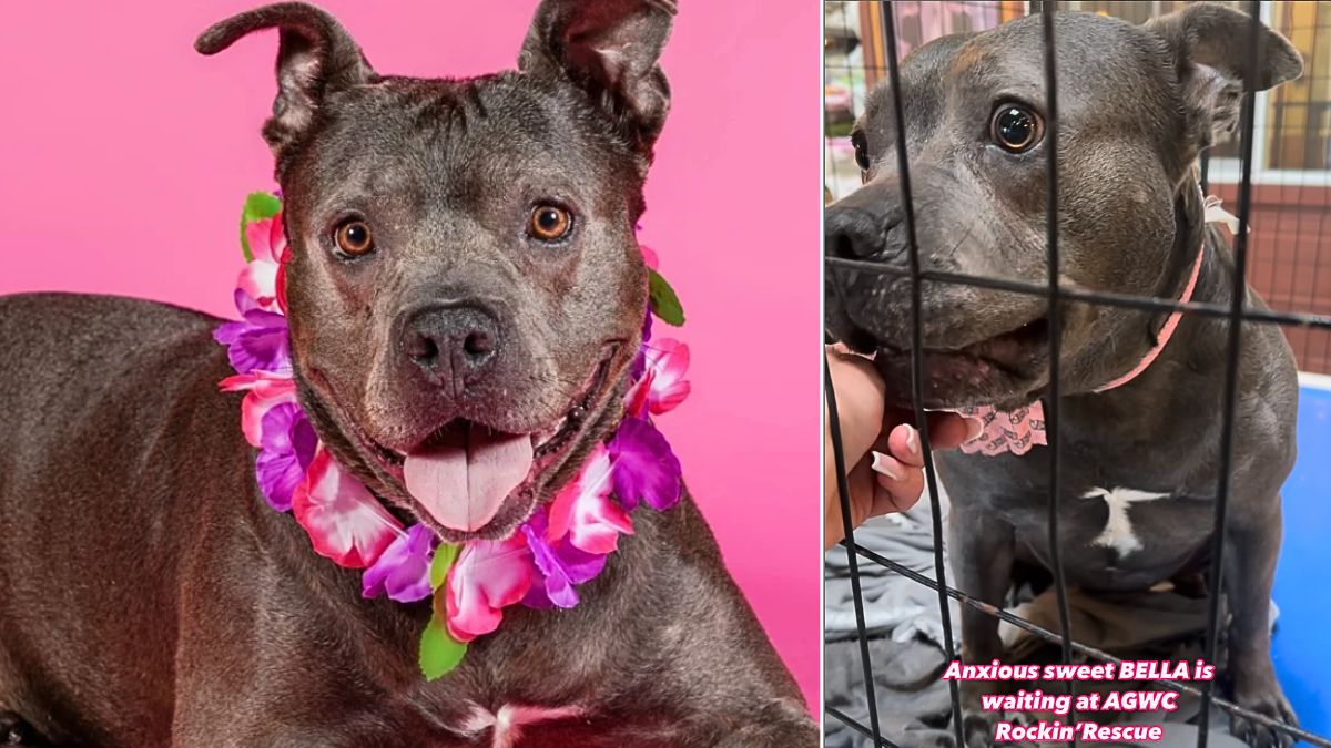 Given Up On, Never Giving Up: Sweet Pitbull Still Waits for Love After ...