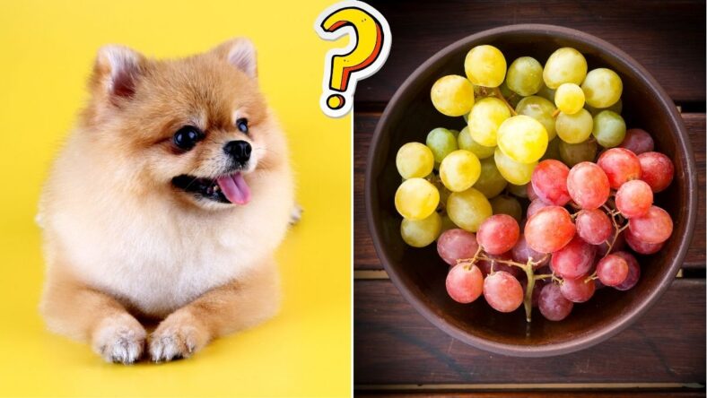 Can Dogs Eat Grapes? Debunking Myths for Curious Pet Parents - Rocky Kanaka