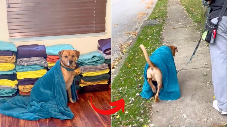 Dog Refuses to Go Anywhere Without His Security Blanket, And It's ...