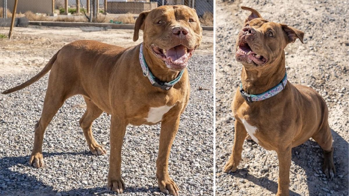 Gypsy up for Adoption - Rocky Kanaka