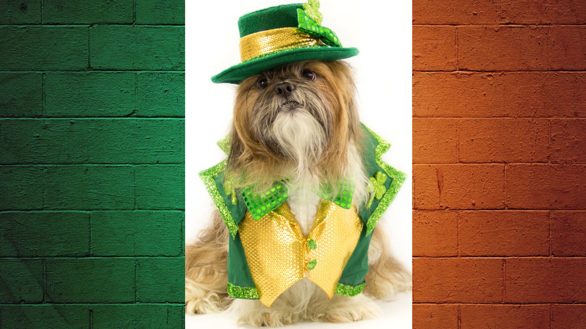 Emerald Tails: Magical Irish Dog Names for Your Fluffy Friend - Rocky ...