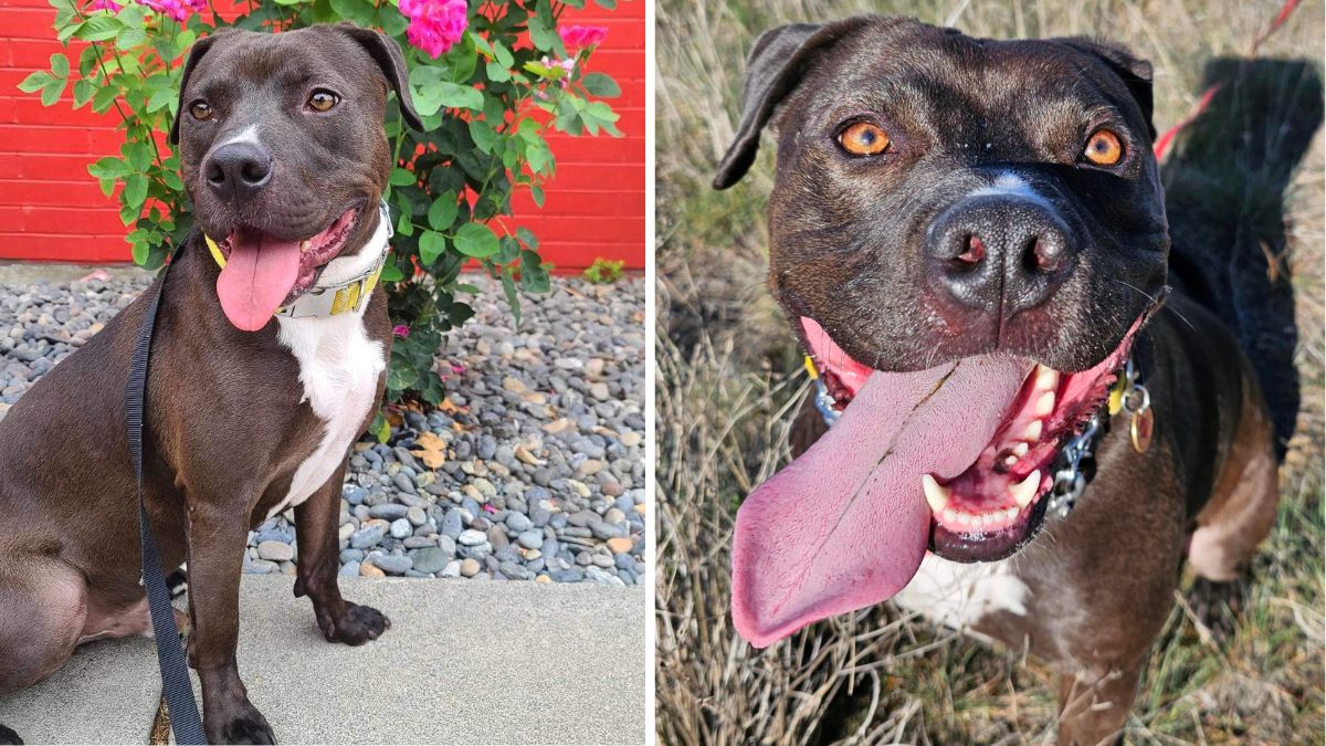 MooShoo up for Adoption - Rocky Kanaka