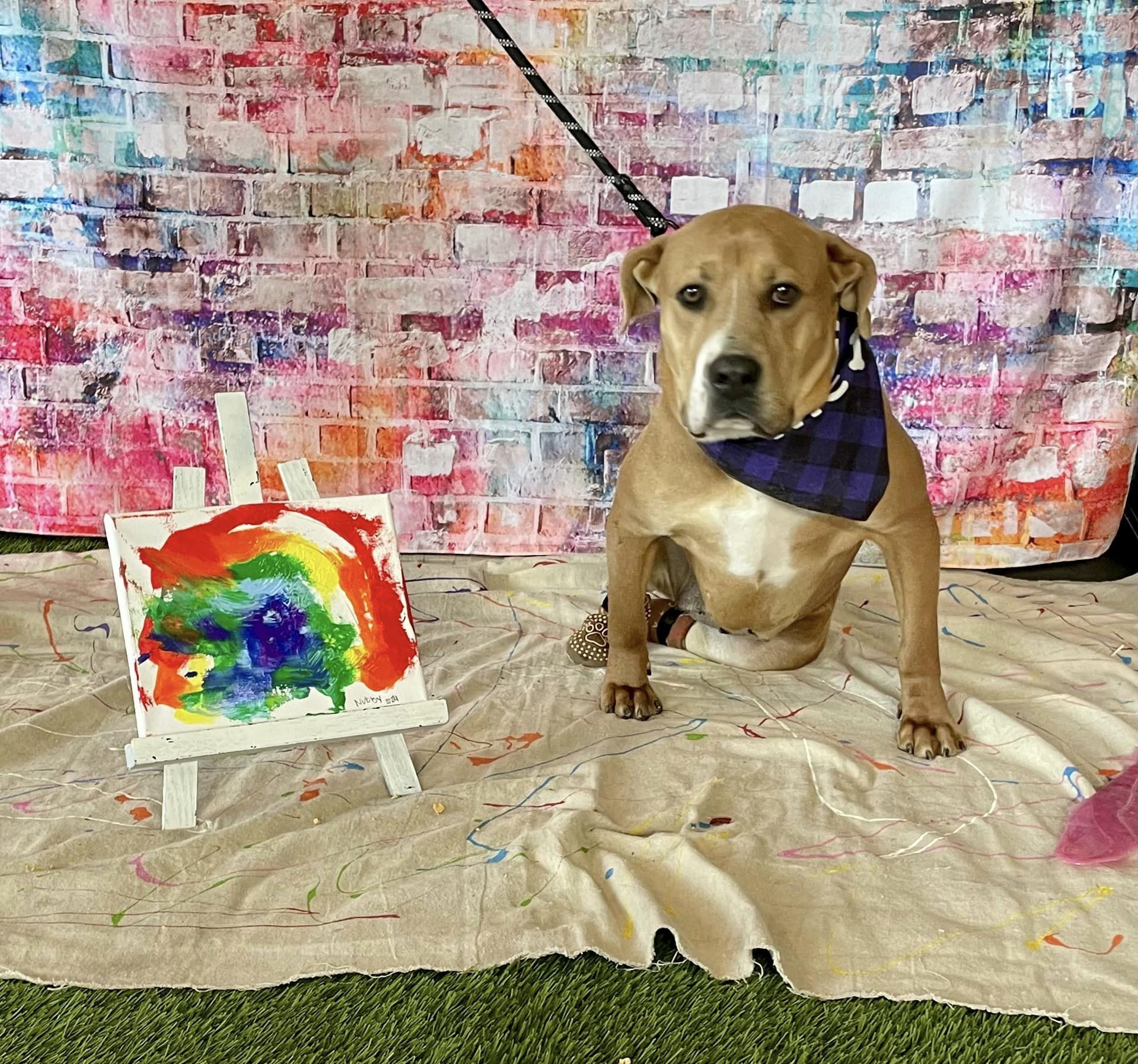 Unique Pup Born Without Back Paws Finds Her Footing in Loving Foster ...