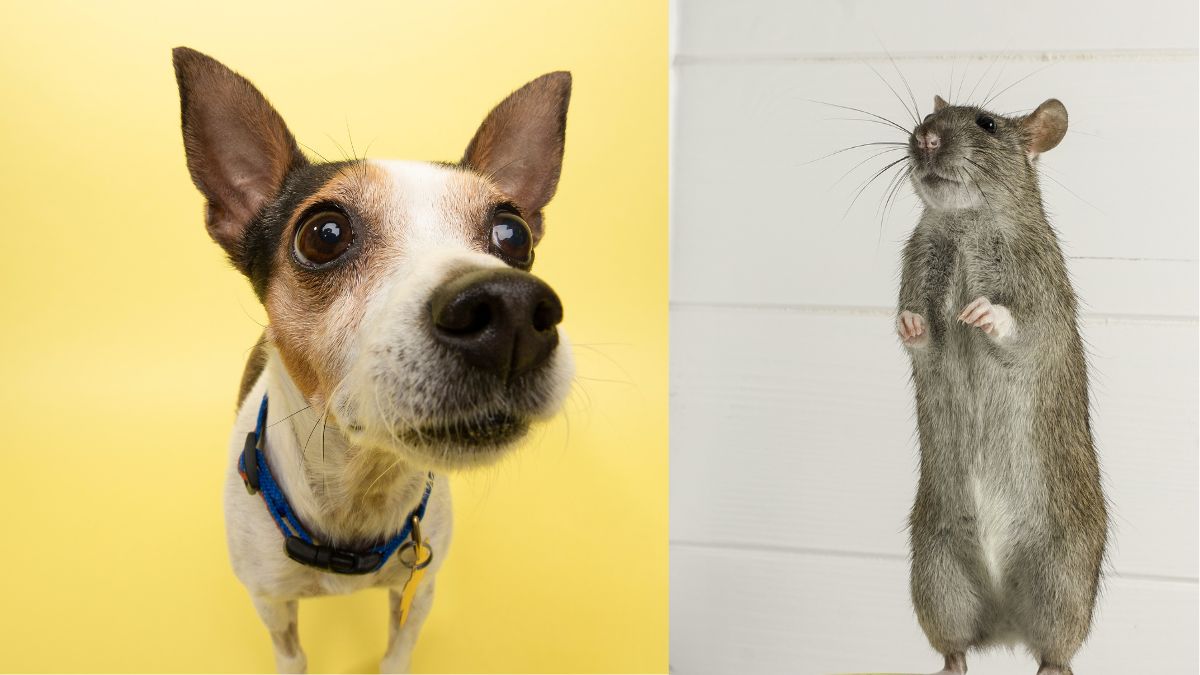 Tiny But Mighty: How One Small Dog Breed Revolutionized Pest Control in ...