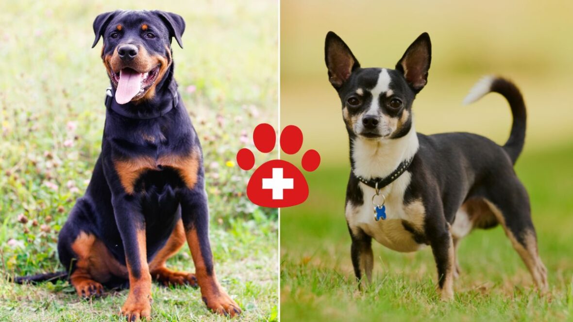 Is Breeding a Rottweiler Chihuahua Mix Even Possible? - Rocky Kanaka