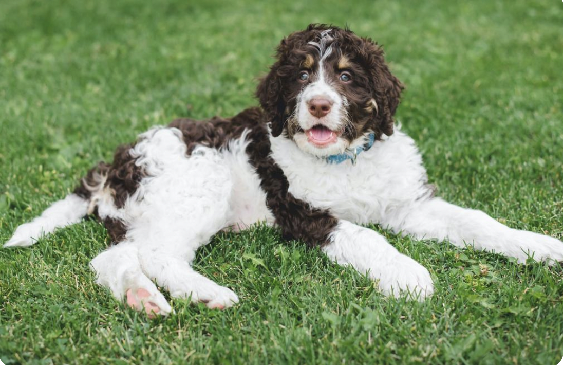 Thinking of Getting a Springerdoodle? Find Out If This Active Dog Is ...