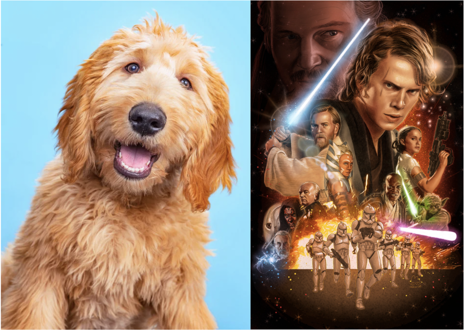 The Ultimate Guide to Star Wars Dog Names for Your Furry Jedi - Rocky ...