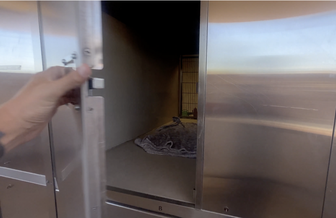 Tiny Dog Abandoned at Shelter Night Drop Gives Birth Alone, Then The ...