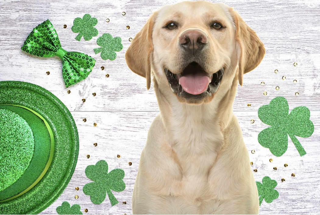 165 Magical Irish Dog Names for Your Fluffy Friend - Rocky Kanaka