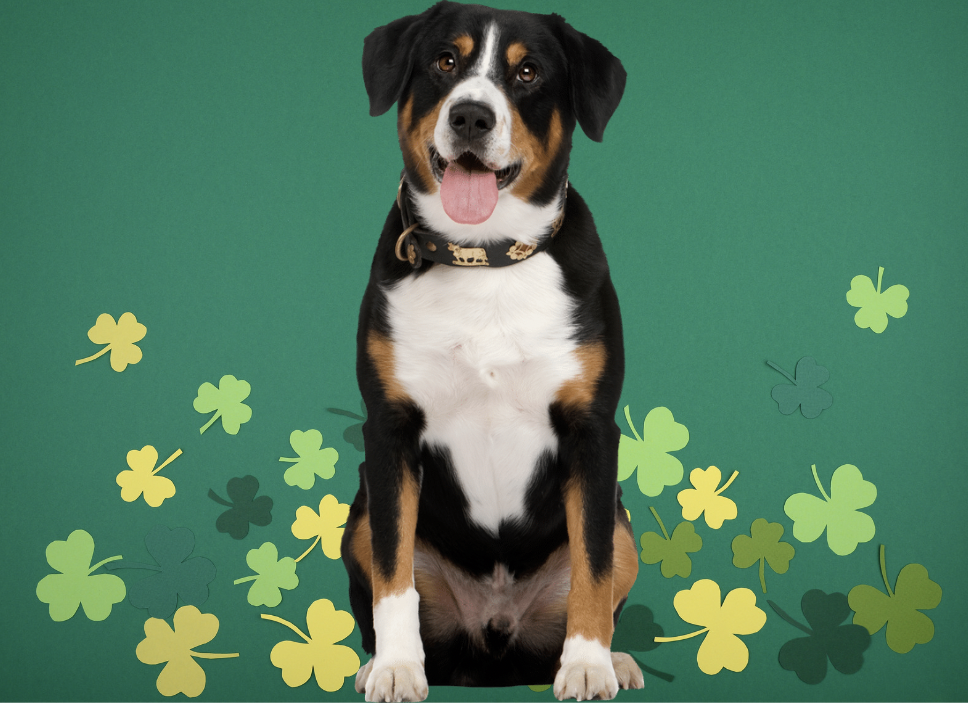 165 Magical Irish Dog Names for Your Fluffy Friend - Rocky Kanaka