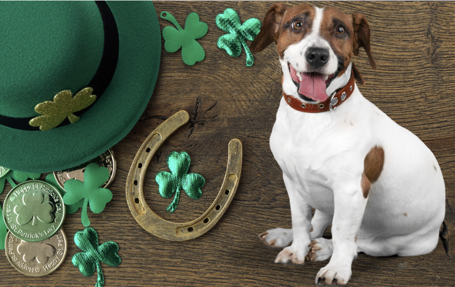 165 Magical Irish Dog Names for Your Fluffy Friend - Rocky Kanaka