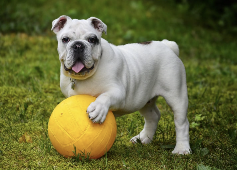 Emerald Tails: Magical Irish Dog Names for Your Fluffy Friend - Rocky ...