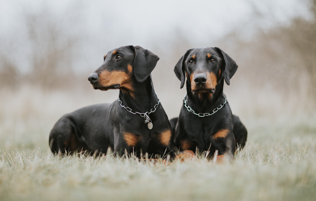 250 Doberman Names: From Royal Elegance to Guard Dog Swagger! - Rocky ...