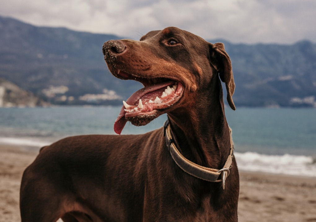250 Doberman Names: From Royal Elegance to Guard Dog Swagger! - Rocky ...