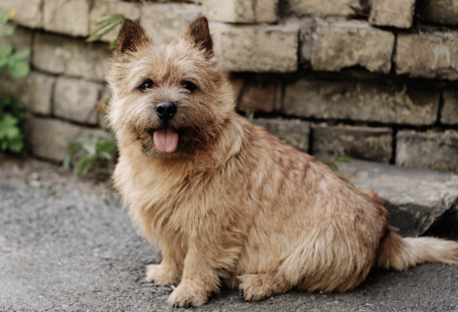Tiny But Mighty: How One Small Dog Breed Revolutionized Pest Control in ...