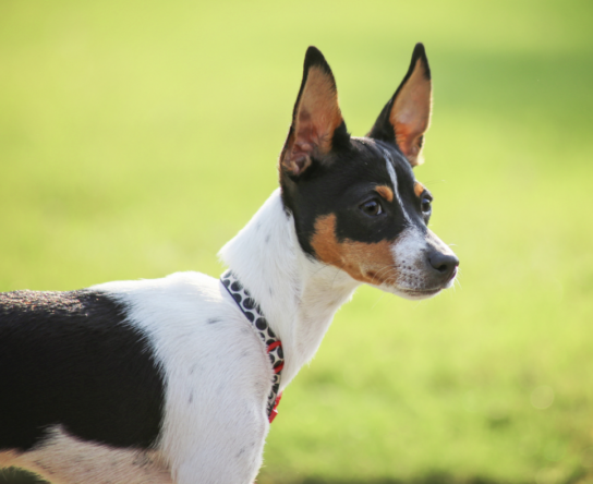 Tiny But Mighty: How One Small Dog Breed Revolutionized Pest Control in ...