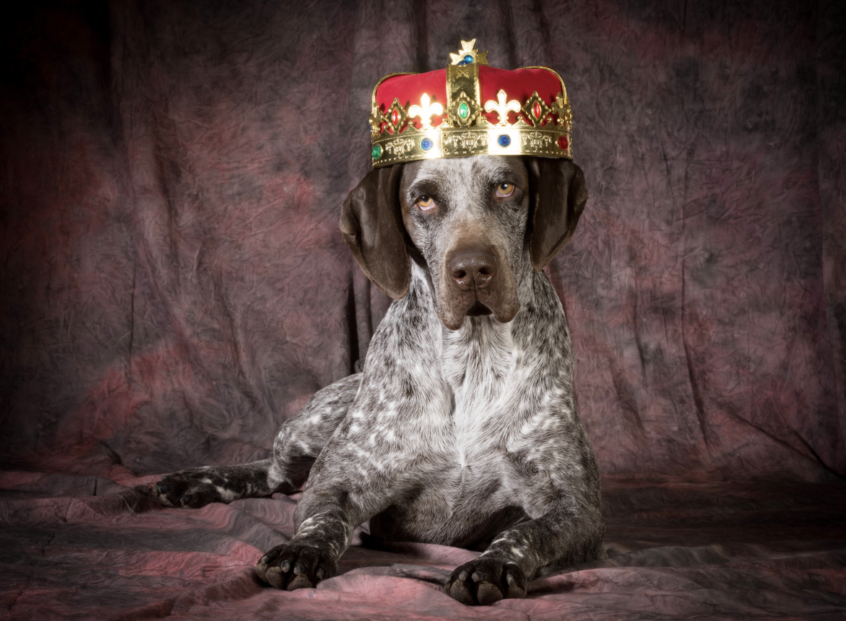 Top 101 Female Dog Names to Make Your Pup Stand Out! - Rocky Kanaka