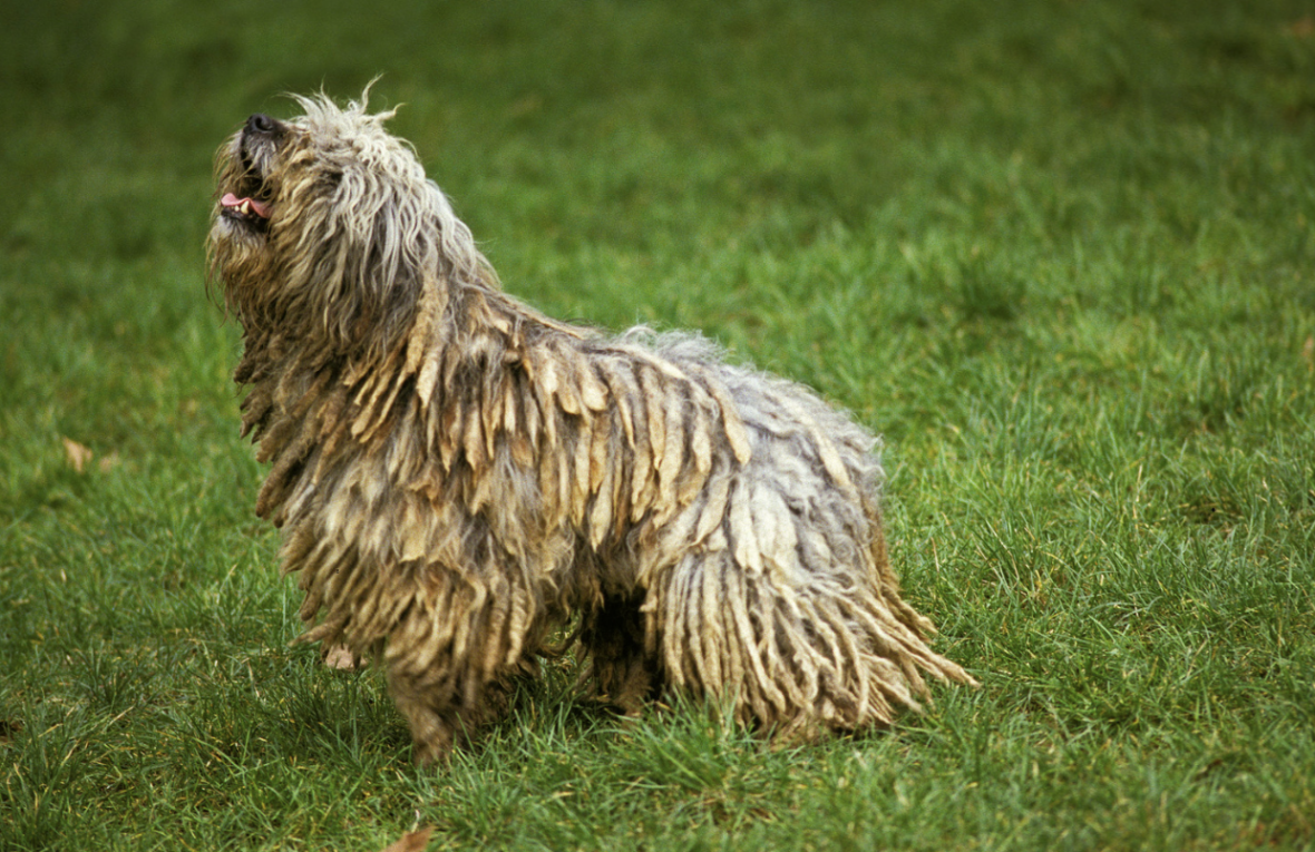 Is It a Mop? Is It a Dog? Meet Italy's Shockingly Shaggy Sheepdog, the ...