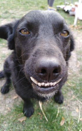 110 Hilariously Funny Dog Names That'll Have You Howling - Rocky Kanaka