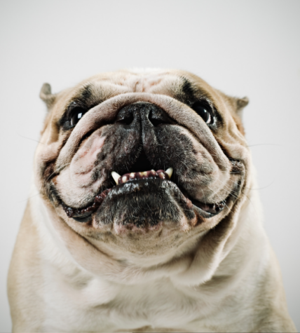 110 Hilariously Funny Dog Names That'll Have You Howling - Rocky Kanaka