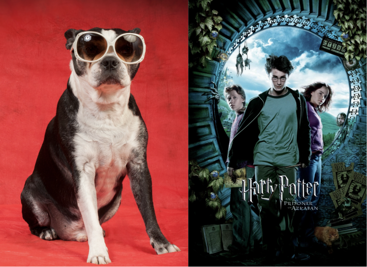 250 Enchanting Harry Potter Dog Names That Will Leave You Spellbound ...