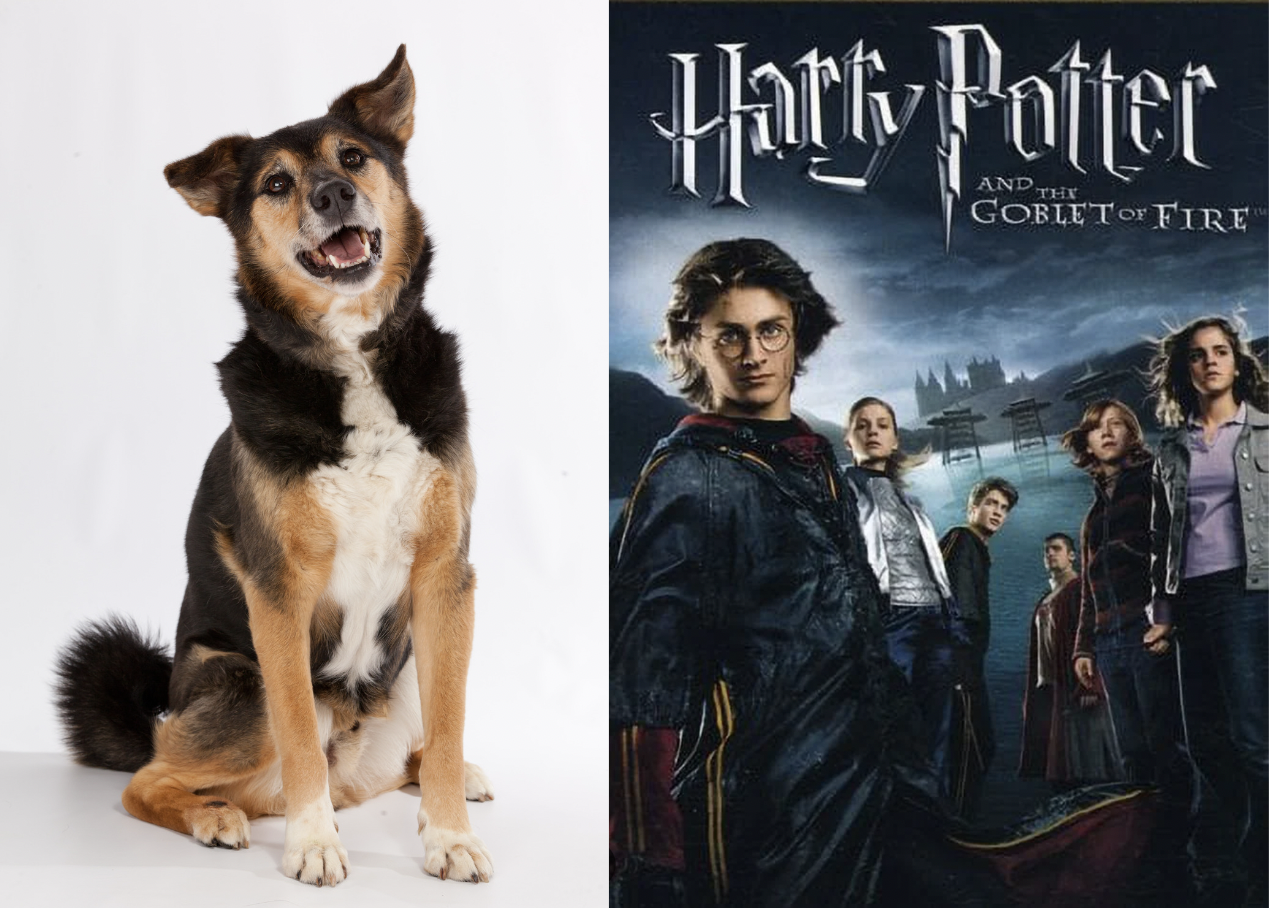 250 Enchanting Harry Potter Dog Names That Will Leave You Spellbound ...