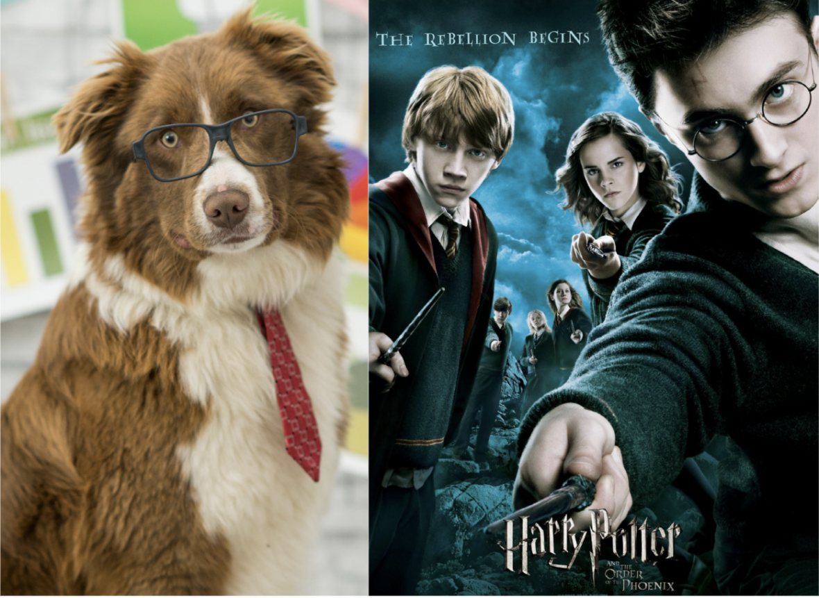 250 Enchanting Harry Potter Dog Names That Will Leave You Spellbound ...
