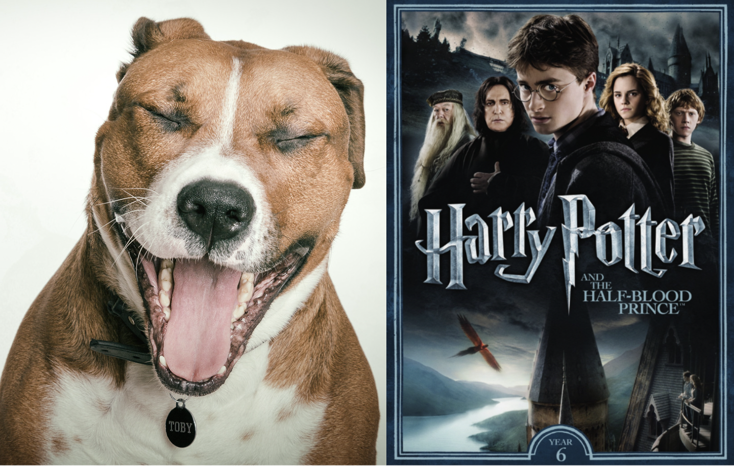 250 Enchanting Harry Potter Dog Names That Will Leave You Spellbound ...