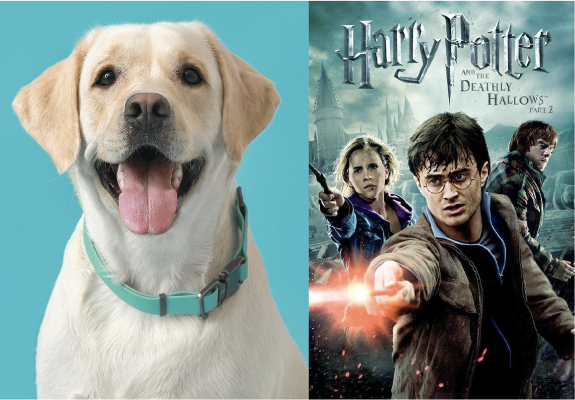 250 Enchanting Harry Potter Dog Names That Will Leave You Spellbound ...