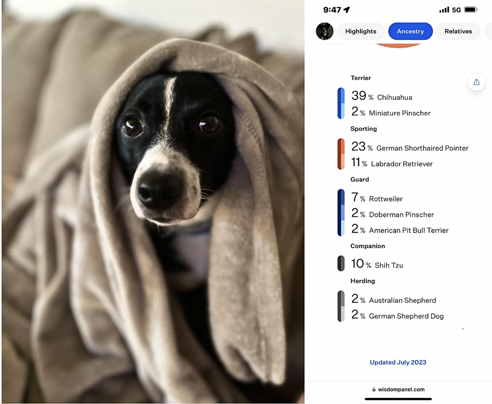 Is Breeding a Rottweiler Chihuahua Mix Even Possible? - Rocky Kanaka