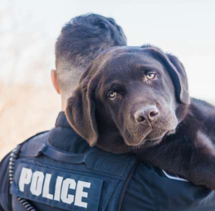 These 17 States Have Official State Dogs. Delaware & Georgia's Will ...