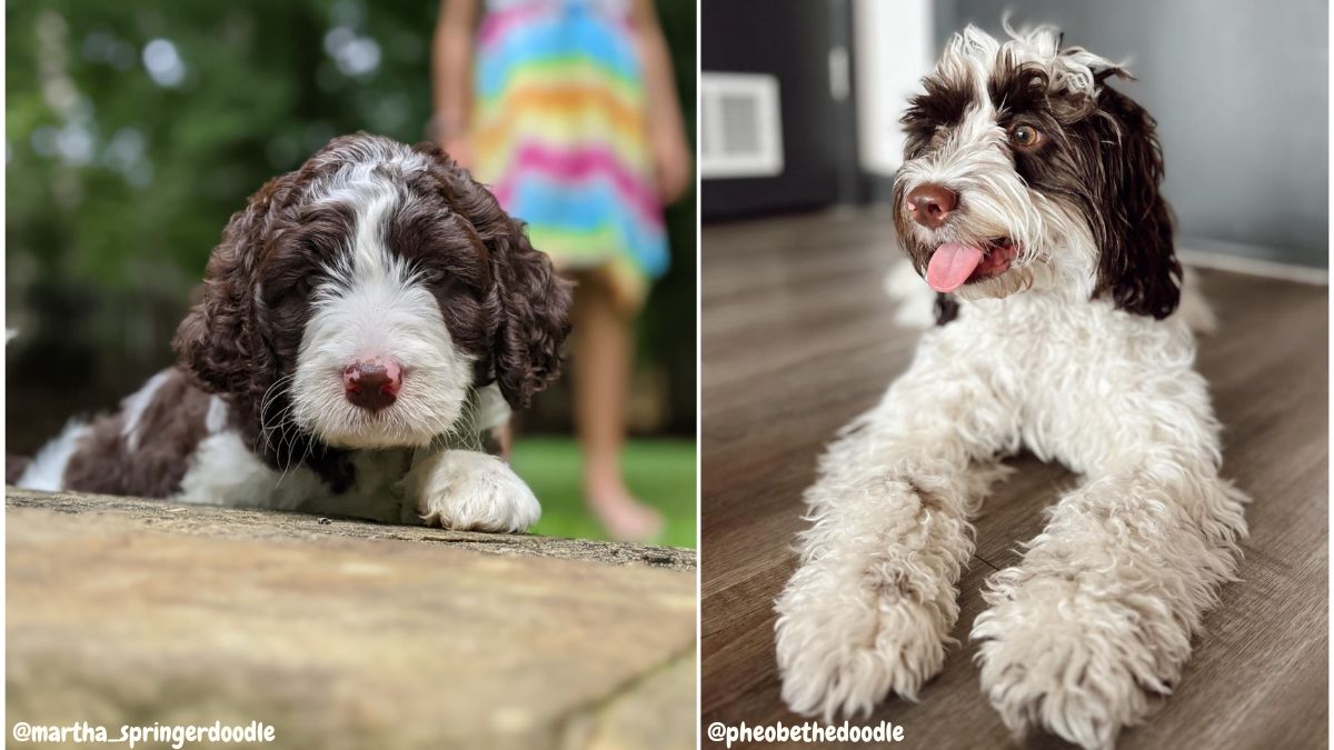 Thinking of Getting a Springerdoodle? Find Out If This Active Dog Is ...