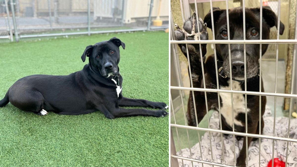 Dog Found Tied to Pole with Bag of Food. His Puppy Zeal Warms Hearts ...