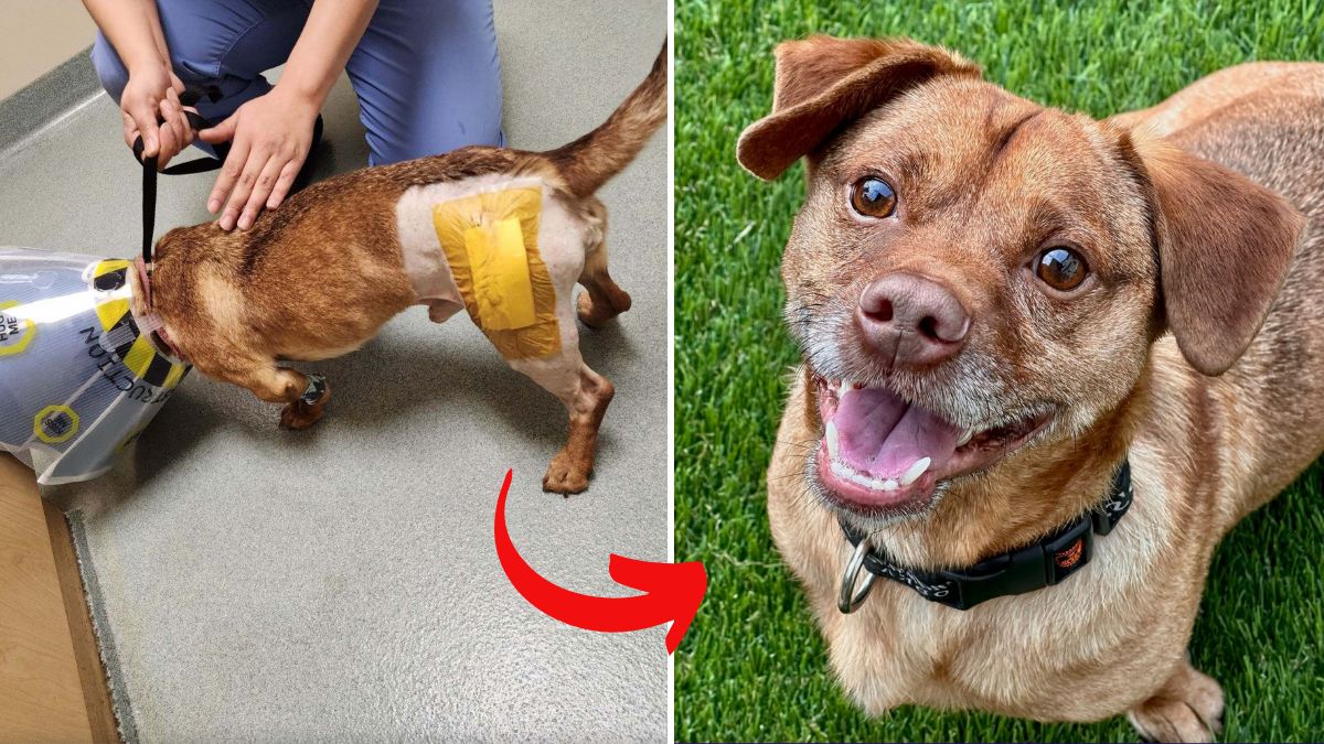 This Little Dog Survived a Hit-and-Run, Then Waited for a Family That ...
