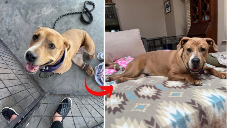 Unique Pup Born Without Back Paws Finds Her Footing in Loving Foster ...