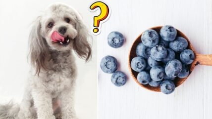 Can Dogs Eat Blueberries, Or Will This Fruit Give Your Pup The Blues ...