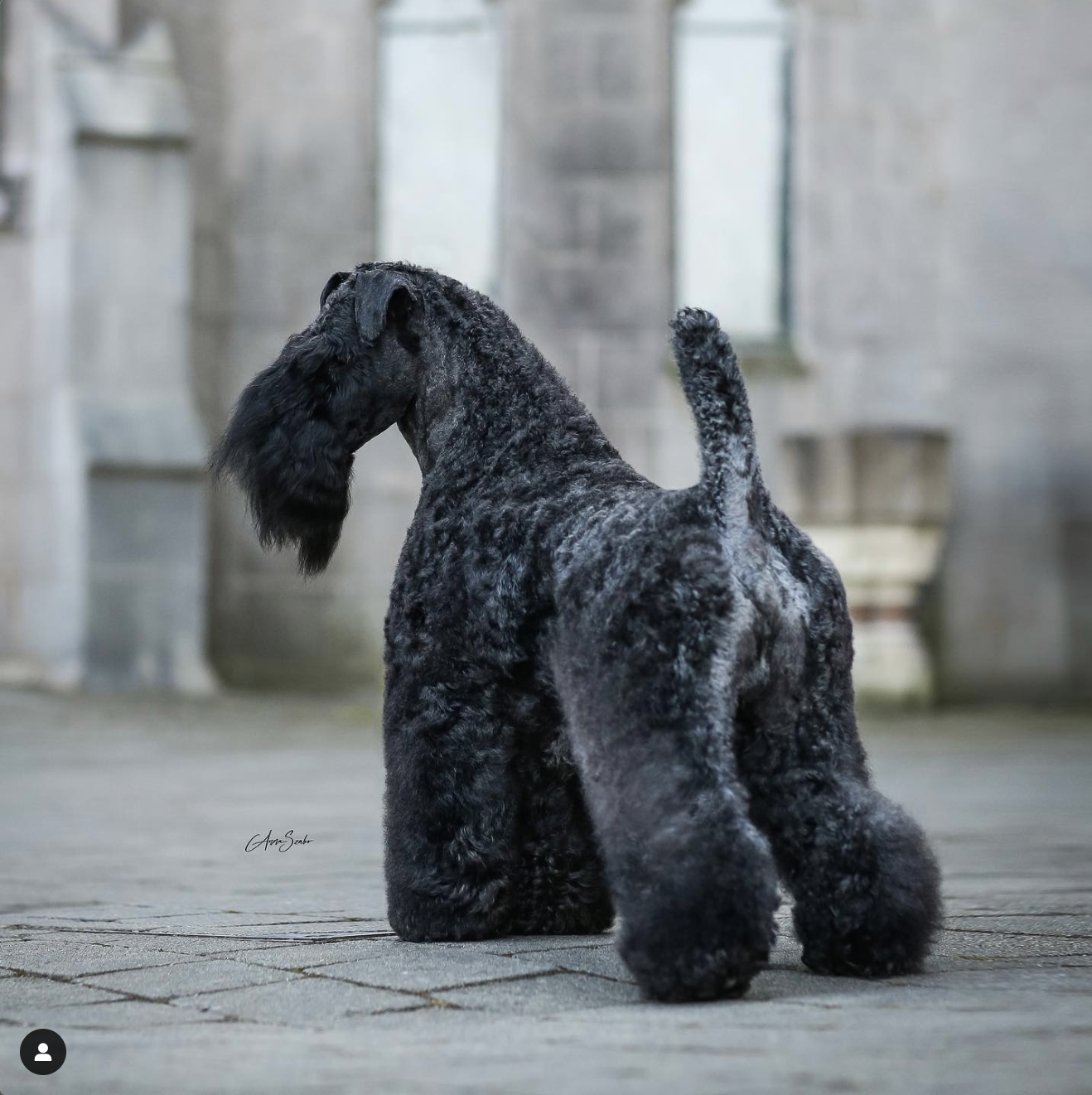 Forget Leprechauns! This Tiny Pup Takes the Top Spot as Ireland's ...