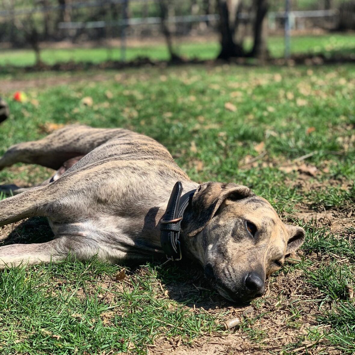 The Forgotten Hero of “Old Yeller”: Why the Black Mouth Cur Deserves ...