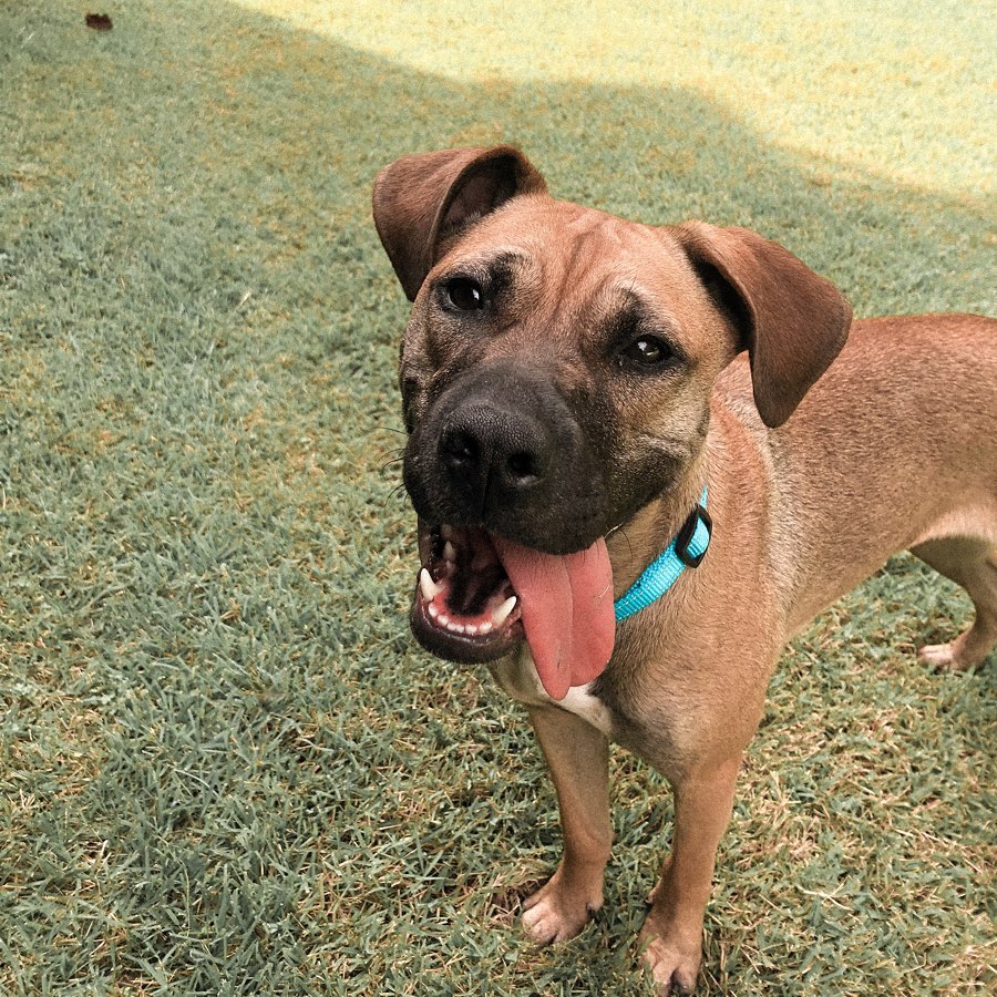 The Forgotten Hero of “Old Yeller”: Why the Black Mouth Cur Deserves the Spotlight - Rocky Kanaka