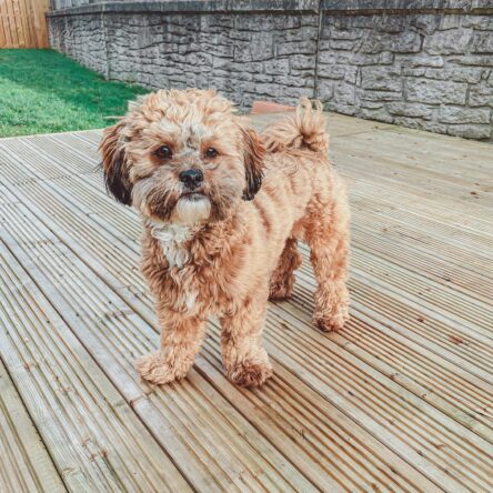 Meet the Lhasapoo: Half Guard Dog, Half Circus Star, All Heart - Rocky ...