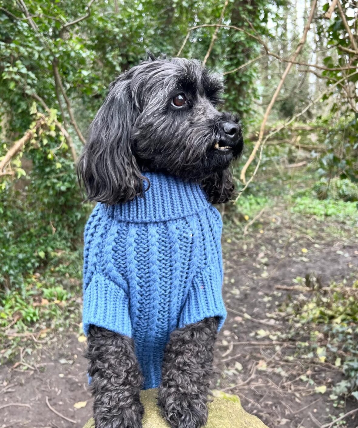 Meet the Lhasapoo: Half Guard Dog, Half Circus Star, All Heart - Rocky ...