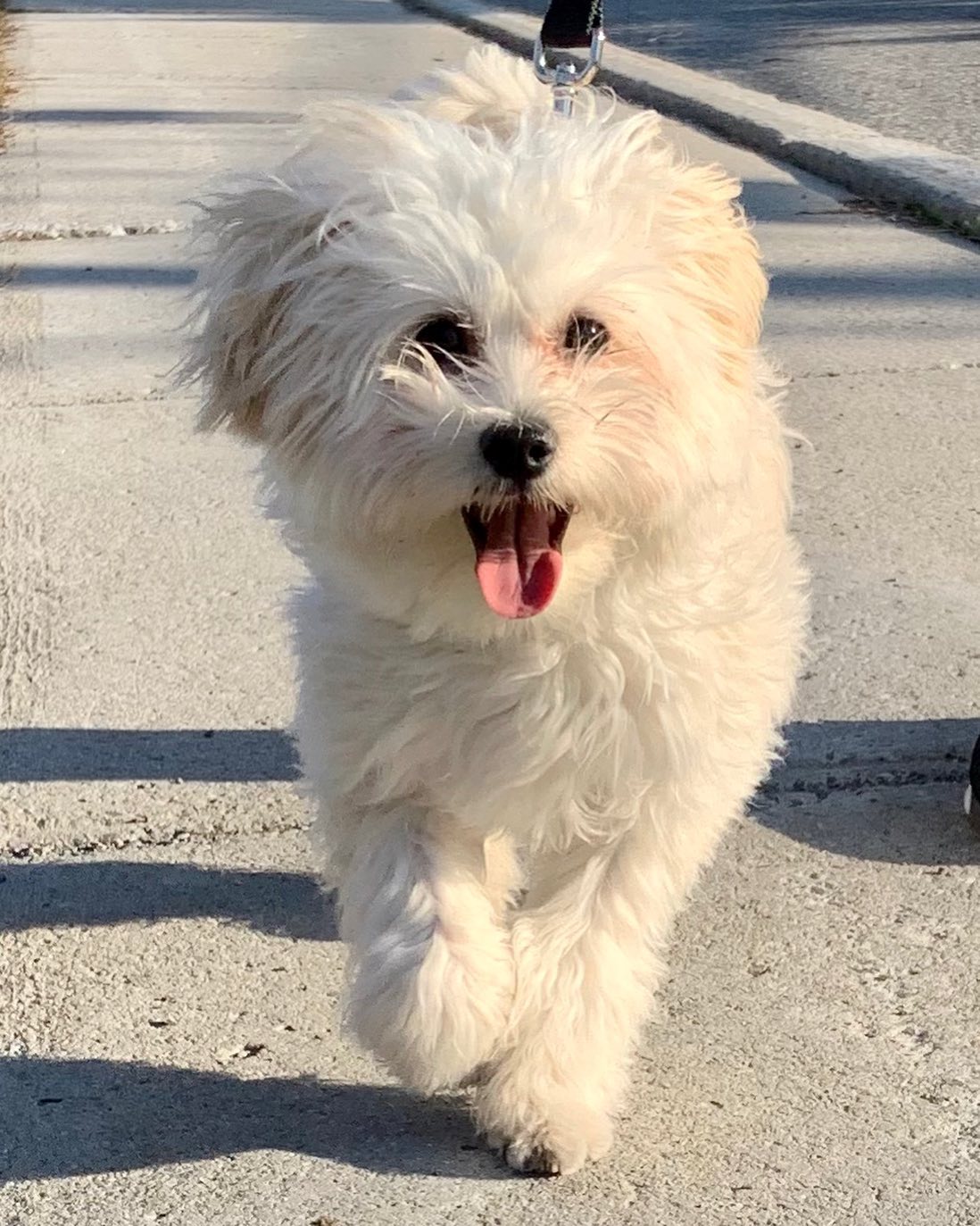 Meet the Lhasapoo: Half Guard Dog, Half Circus Star, All Heart - Rocky ...