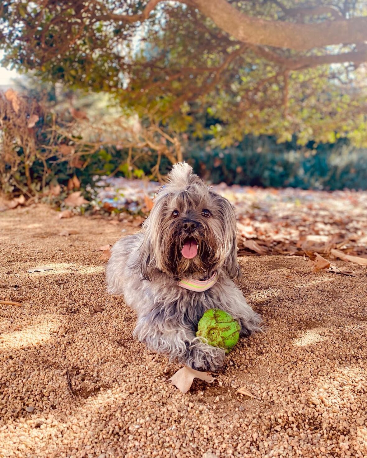 Meet the Lhasapoo: Half Guard Dog, Half Circus Star, All Heart - Rocky ...