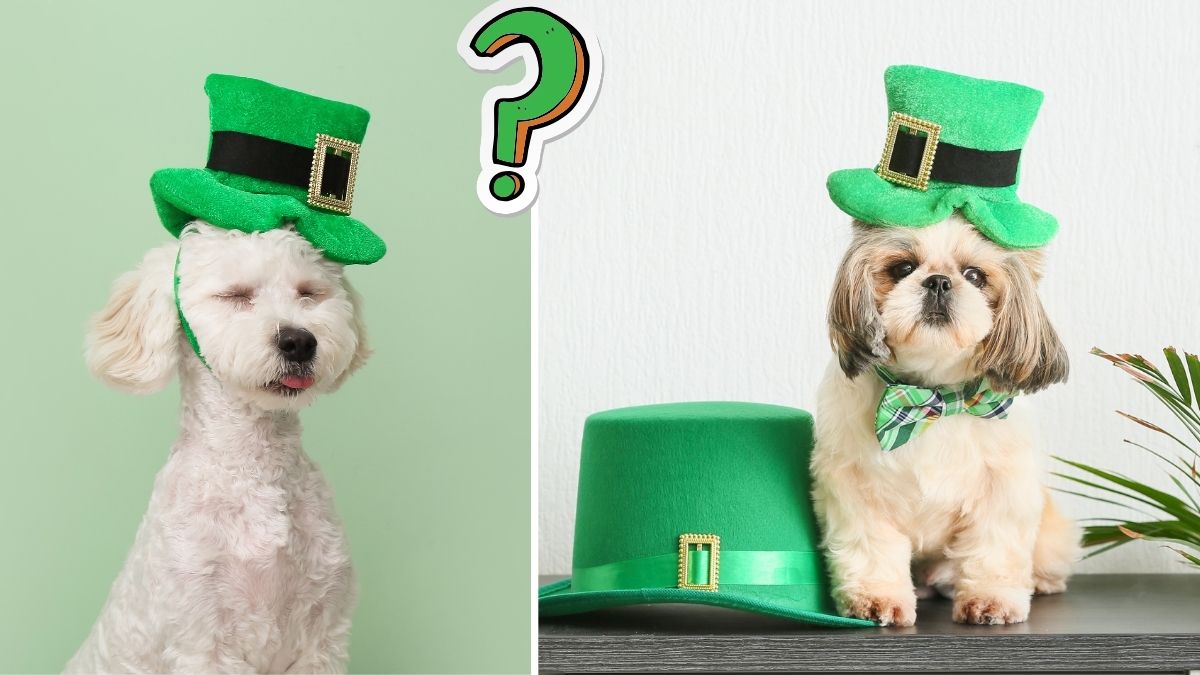 Forget Leprechauns! This Tiny Pup Takes the Top Spot as Ireland's ...
