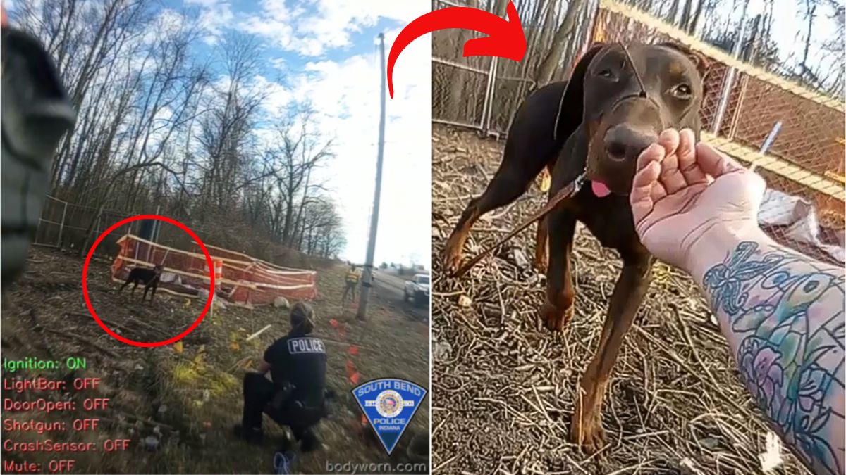 Zip-Tied Doberman Gets New Leash on Life When Compassionate Cop Becomes ...