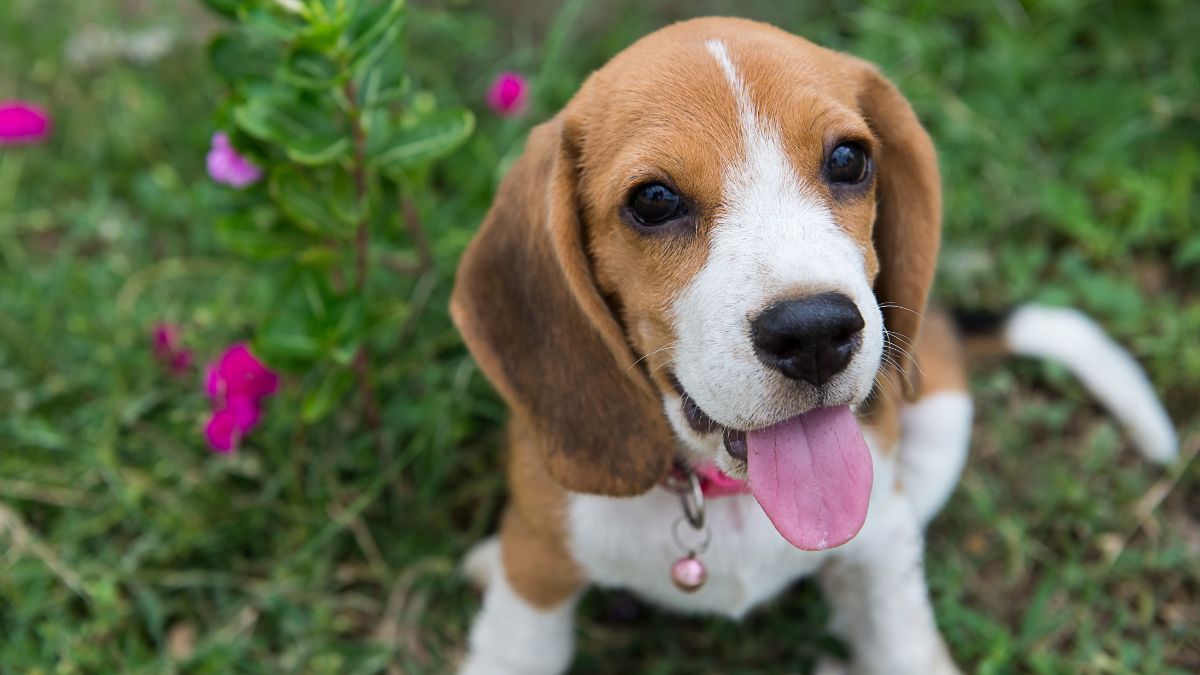 150 Beagle Names as Adorable as Their Floppy Ears! - Rocky Kanaka