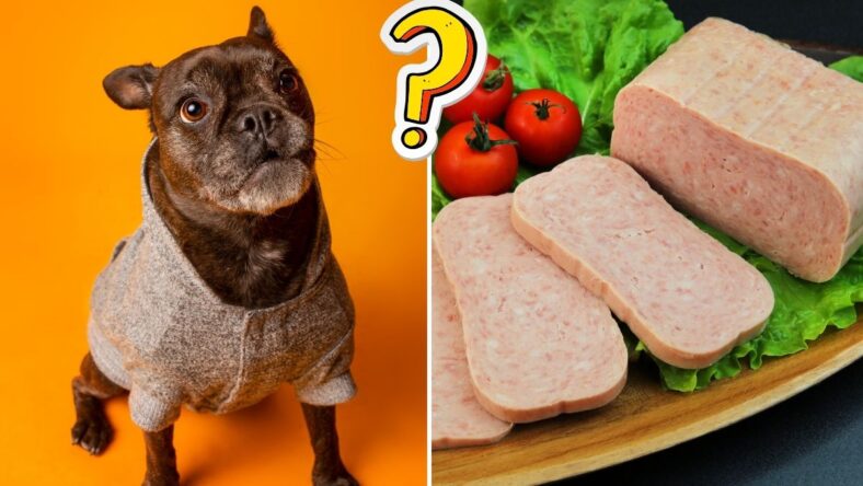 Can Dogs Eat SPAM? What This Canned Classic Does to Their Health ...
